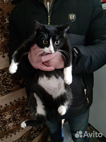 Котенок мальчик