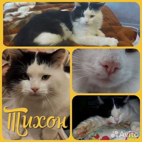 Царский кот