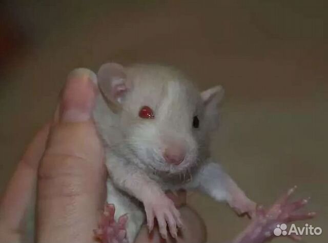 Крысята с гетерохромией