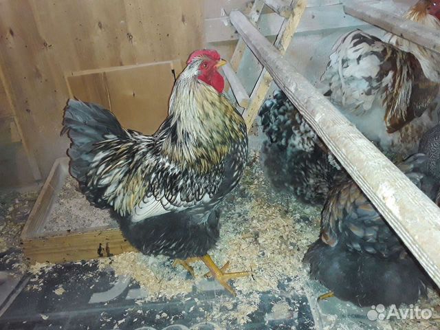 Продажа или обмен Петухов
