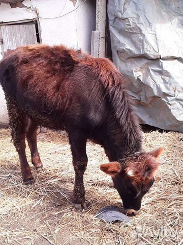 Продаётся тёлка