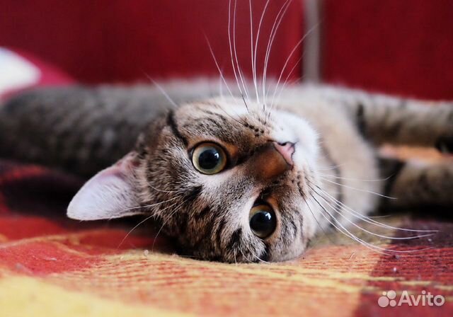 Молодая кошка/котенок в добрые руки