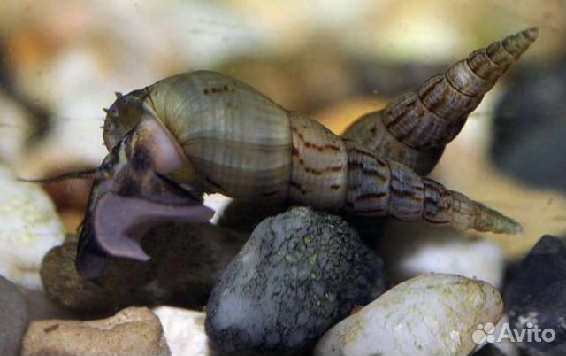 Улитки аквариумные мелания грунтовая