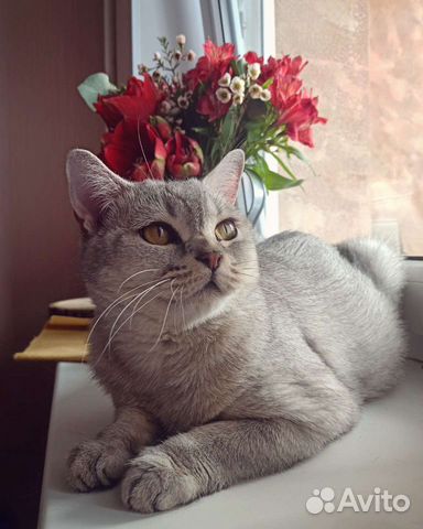 Британская кошка (шиншилла)