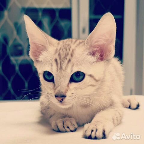 Котик снежный бенгал