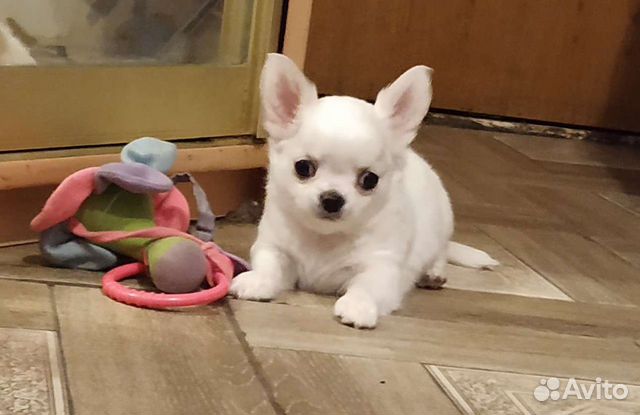 Белоснежик от Чемпиона