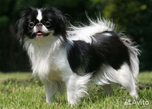 Прогулки с собакой