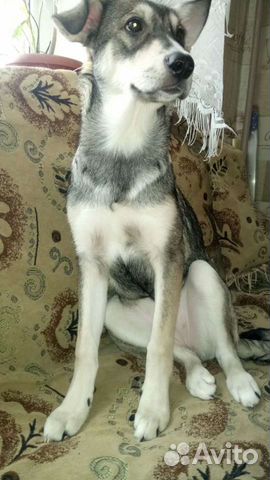 Щенок девочка беспородная