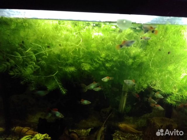 Обмен пецилий