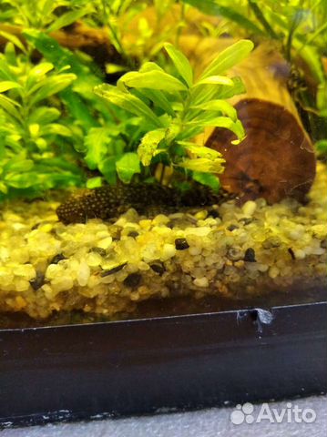 Рыбки и растения