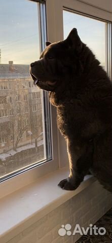 Вязка Чау-Чау