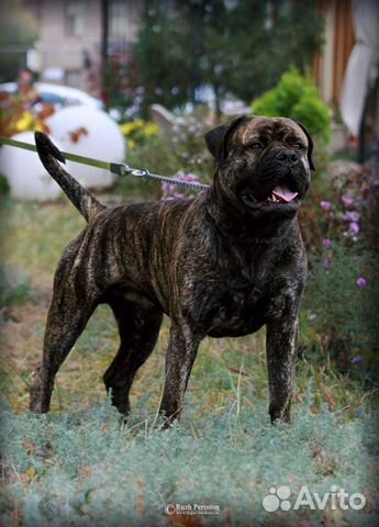 Бульмастиф вязка
