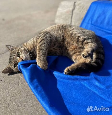 Кошка "Тигруля" ищет дом