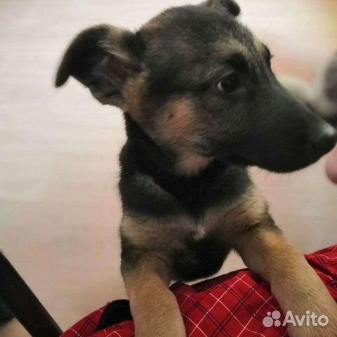 Ищем дом щенку