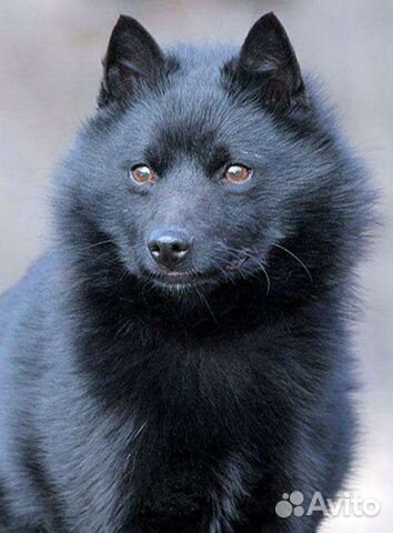 Щенки схипперке