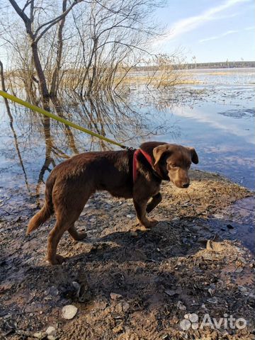 Лабрадор девочка шоколадная