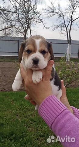 Биглята щенки