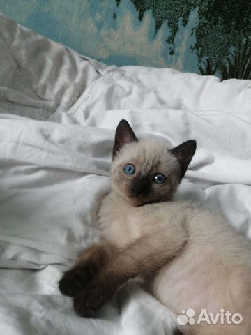 Сиамская кошка