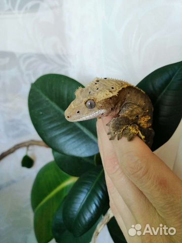 Геккон бананоед