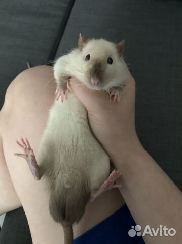 Крыса дамбо