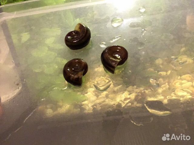 Улитка маиса