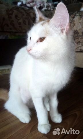 Кошечка Земфира в добрые руки