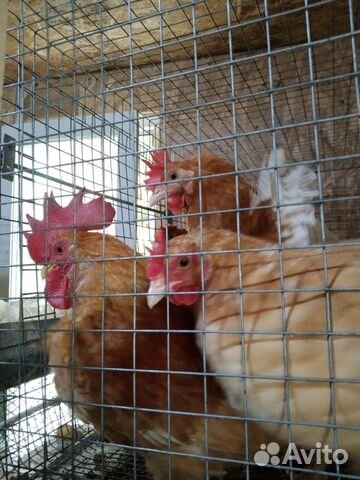 Инкубационное яйцо мини мясные палевые,Кучинские ю