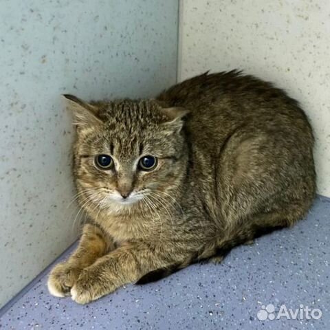 Котенок ищет дом