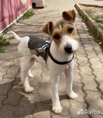 Фокстерьер