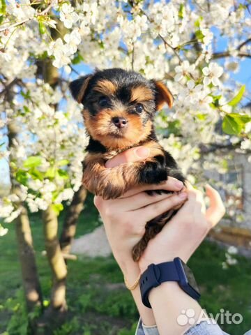Йоркширский терьер щенок