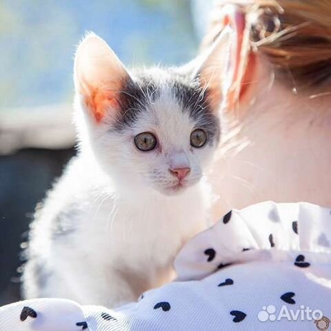 Котенок Скай в добрые руки