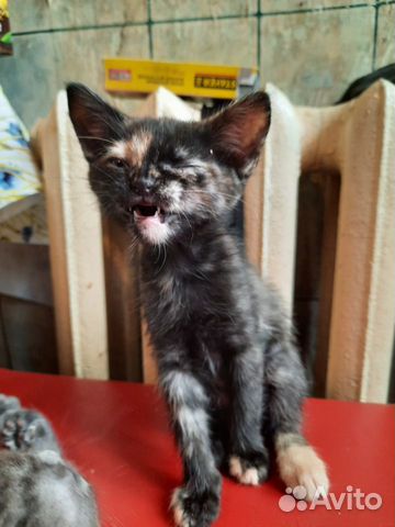 Котята-Экстремисты, от Кошки-Сепаратистки