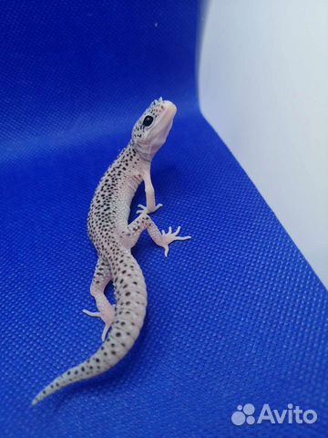 Эублефар Super Black Hole самка