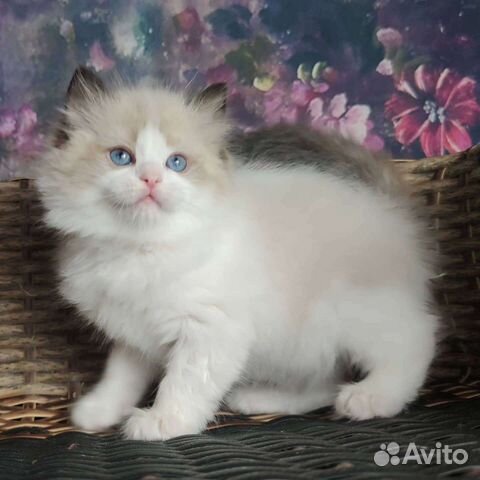 Шоу класс, девочка, ragdoll