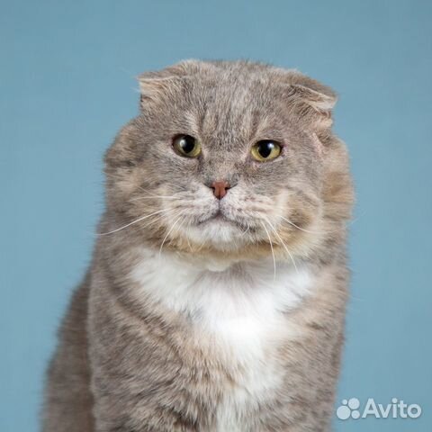 Обаятельный молодой вислоухий кот Прокоп