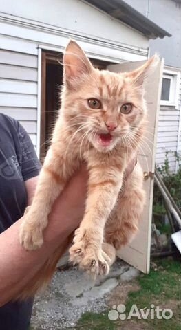 Фоксик (4 мес.) - котенок ищет дом