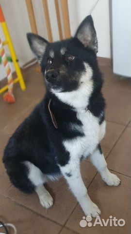 Шикарная собака в добрые руки