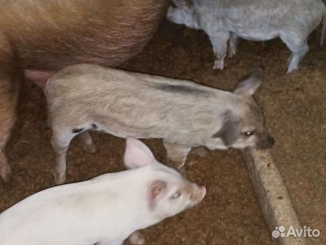 Поросенок ландрас+венгерский мангал