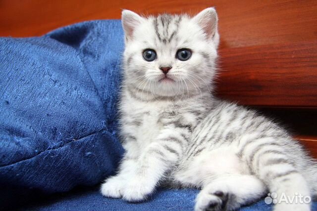 Британские котята окраса вискас