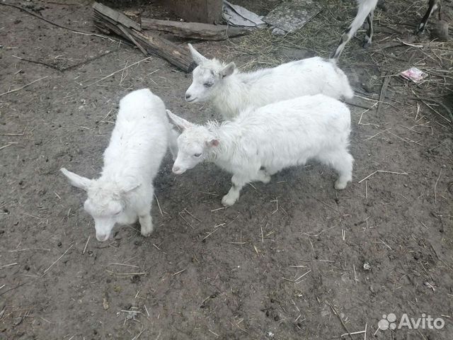 Козлята