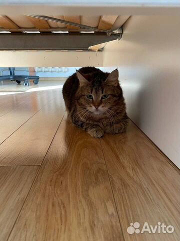 Кошка британка 1.5-2 года