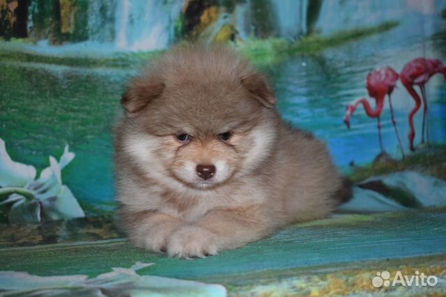 Шпиц - мальчик карамелька