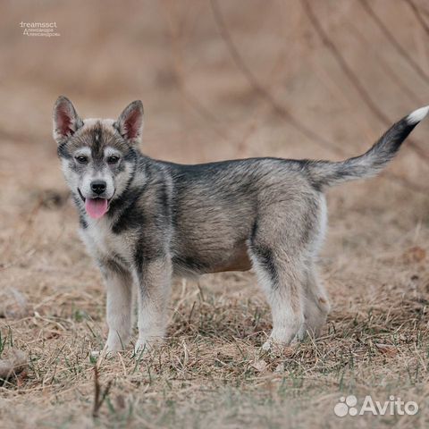 Пикси из приюта