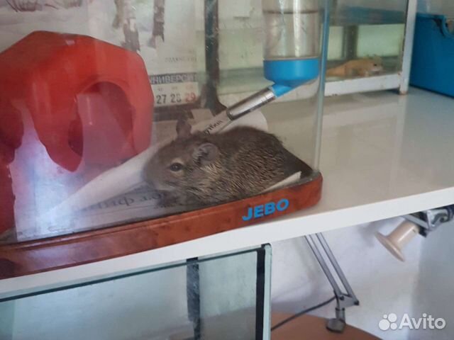 Белка дегу бесплатно