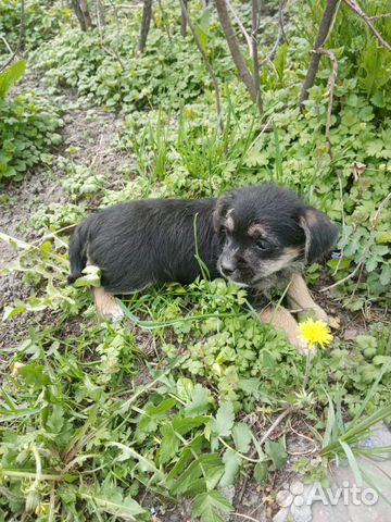 Той-терьер щенки