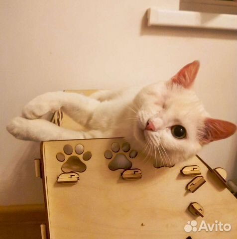 Кошка кошечка Пипа