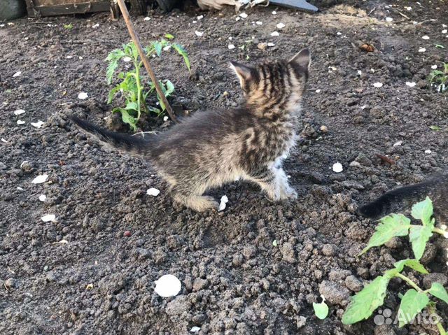 Котята метисы с бенгалом