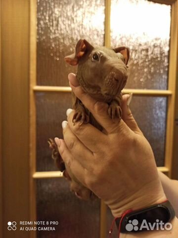 Морская свинка болдуин