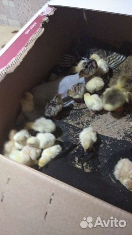 Продам индюшат суточных,папа Хайбрит,мама белая ши