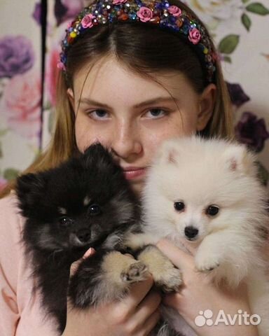 Щенки померанского шпица